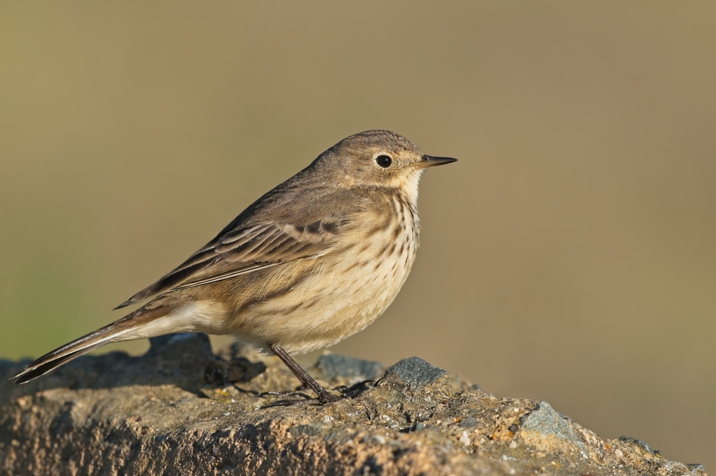 Anthus Rubescens American Pipit California Species Project Anthus Rubescens American Pipit California Species Project
