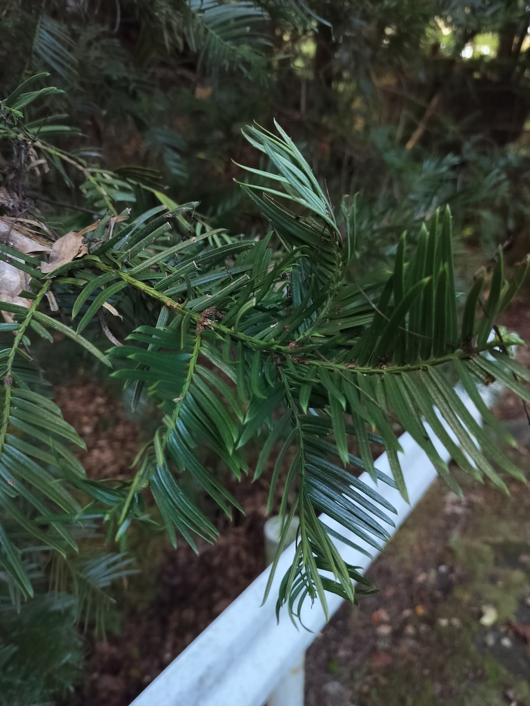 plum-yews from Minami Ward, Fukuoka, Japan on November 14, 2024 at 11: ...