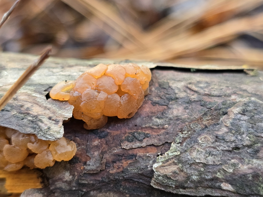 Conifer Brain from Jackson, GA 30233, USA on November 15, 2024 at 09:47 ...
