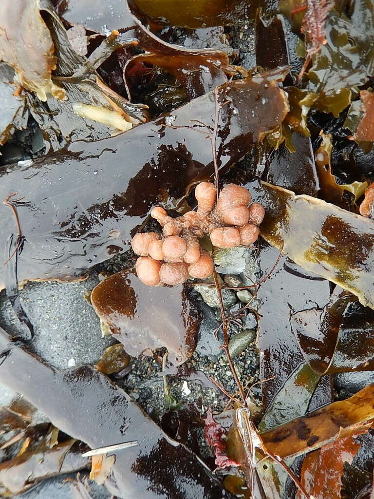 Aplidium coei from Homer, AK, USA on November 15, 2024 at 02:30 PM by R ...