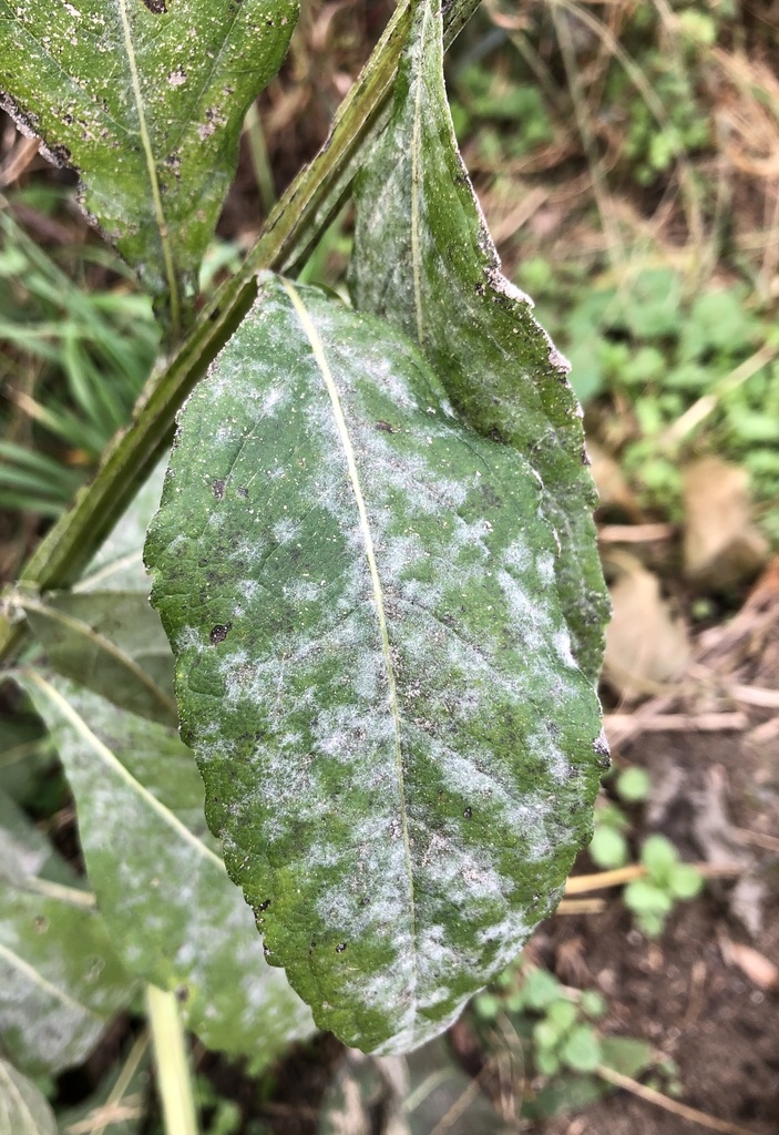 plurivorous sunflower powdery mildew group from Northwest Washington ...