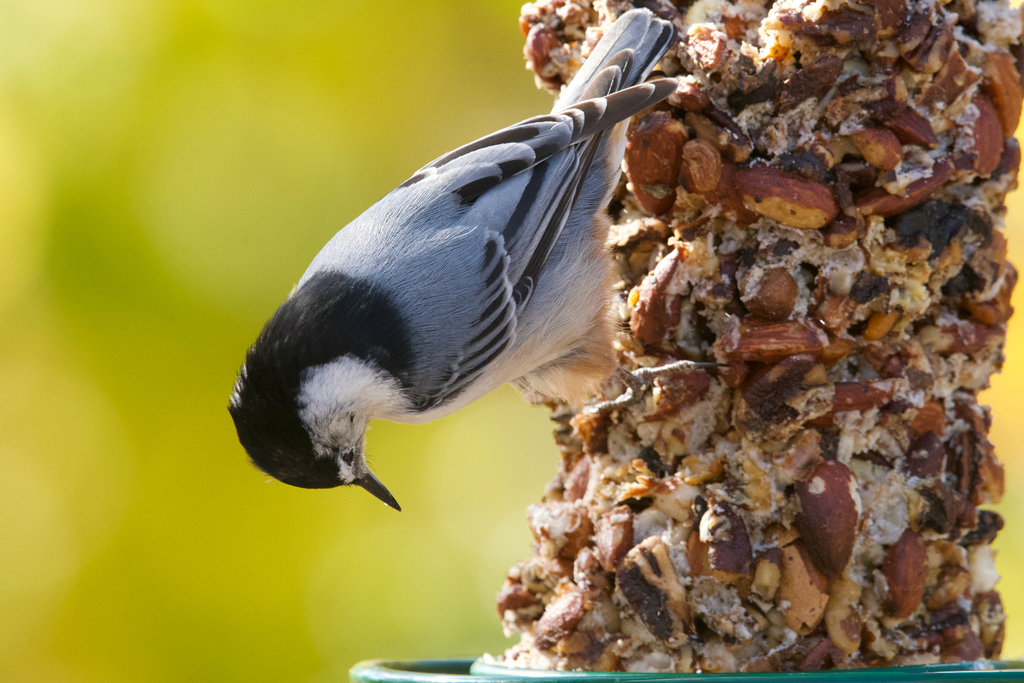 White-breasted Nuthatch from Fort Washington State Park, 500 S ...
