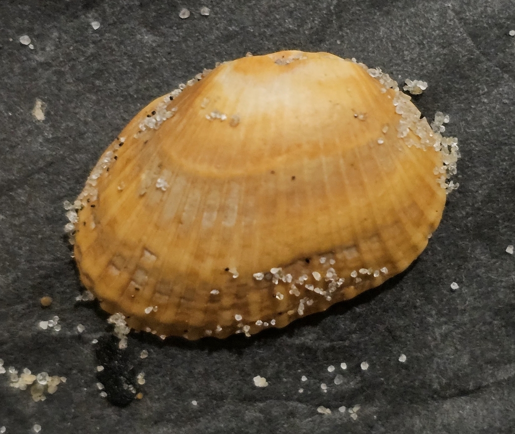 Transverse Ark from Beach Haven on November 14, 2024 by rkluzco ...