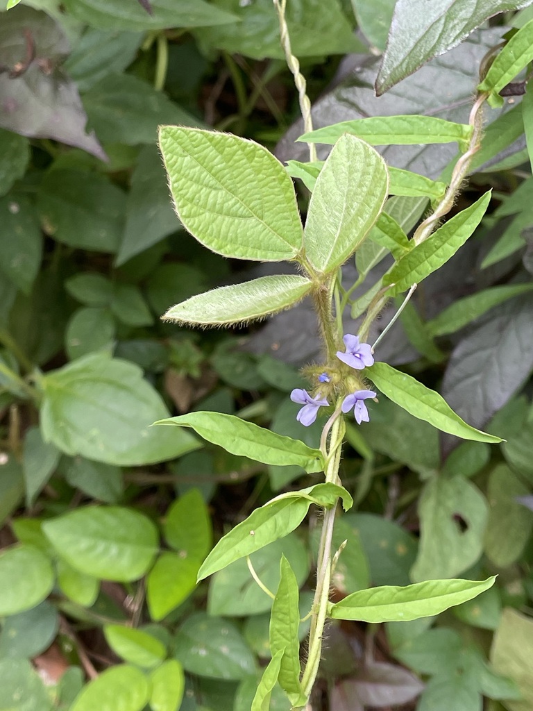 Calopo from Sakhu, Thalang District, Phuket 83110, Таиланд on November ...