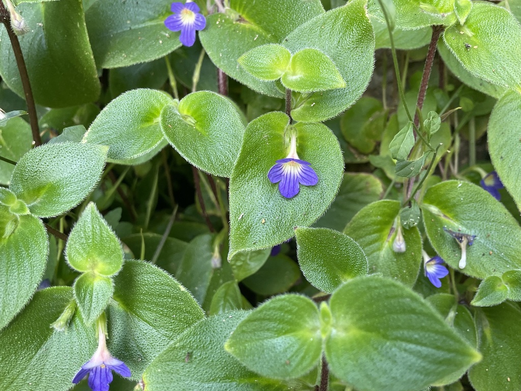 Microchirita rupestris from Takua Thung District, Phang Nga, Таиланд on ...