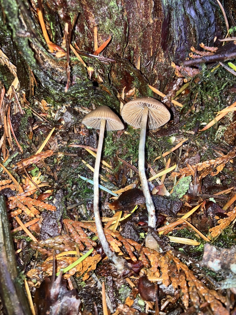 Psilocybe pelliculosa from Kaiser Rd NW, Olympia, WA, US on November 15 ...