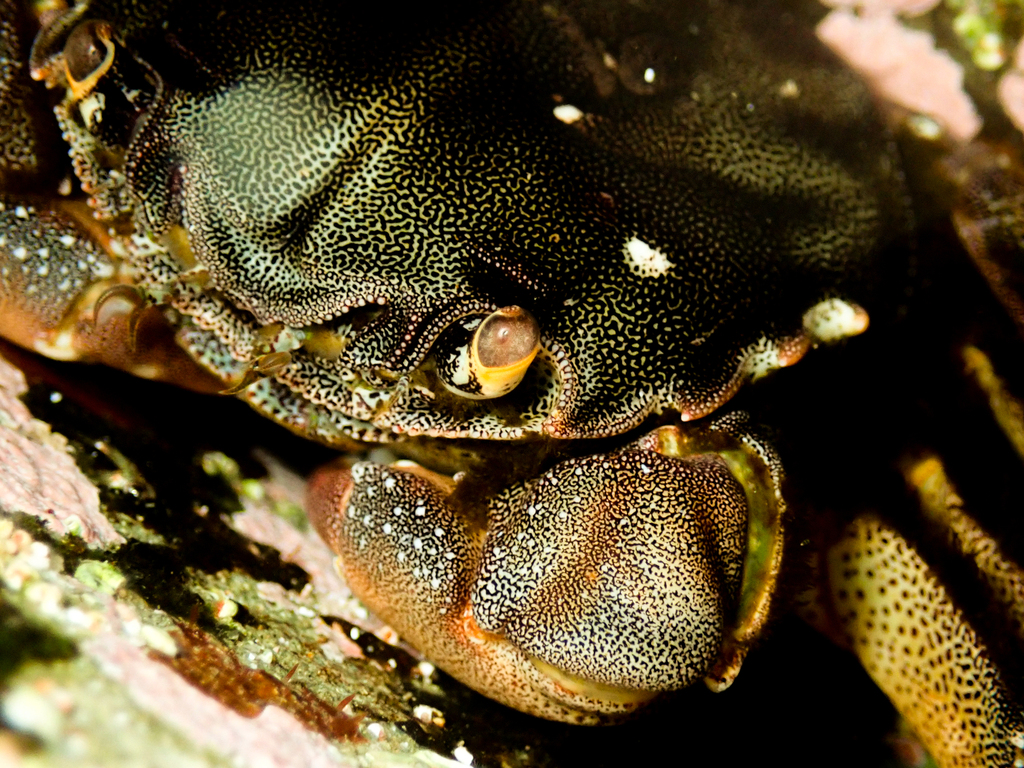 Shiny Bait Crab from Bateau Bay Beach, NSW, Australia on November 15 ...