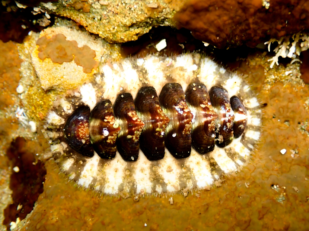 Oak Chiton from Bateau Bay Beach, NSW, Australia on November 15, 2024 ...
