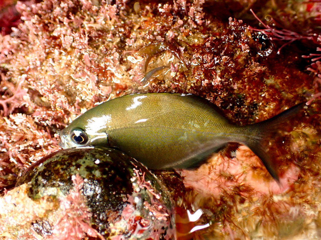Silver Sweep from Bateau Bay Beach, NSW, Australia on November 15, 2024 ...
