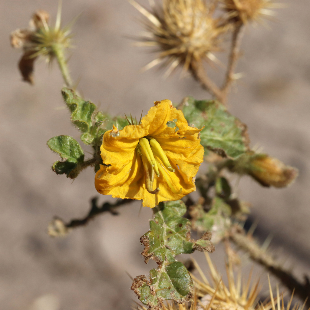 buffalo-bur from Lubbock Lake Landmark, Lubbock, TX, USA on November 14 ...