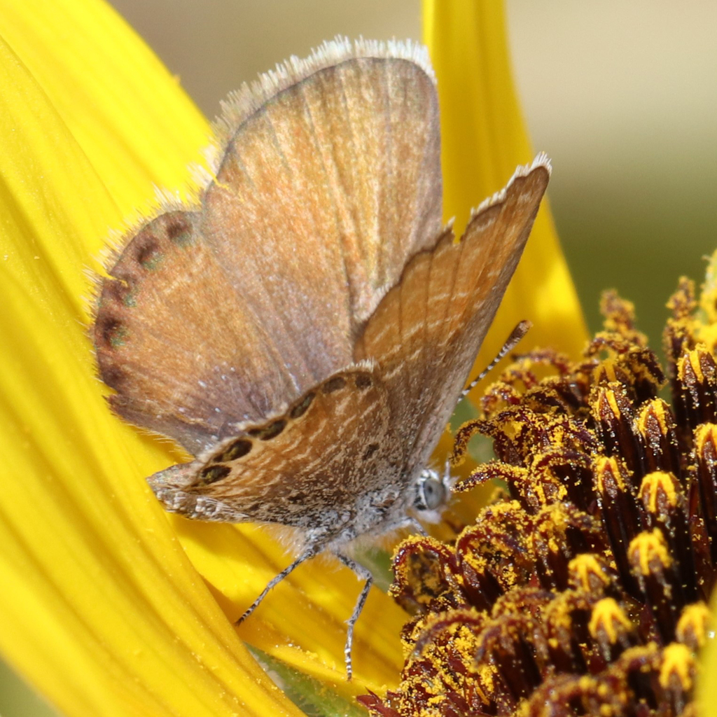 Western Pygmy-Blue from Lubbock Lake Landmark, Lubbock, TX, USA on ...