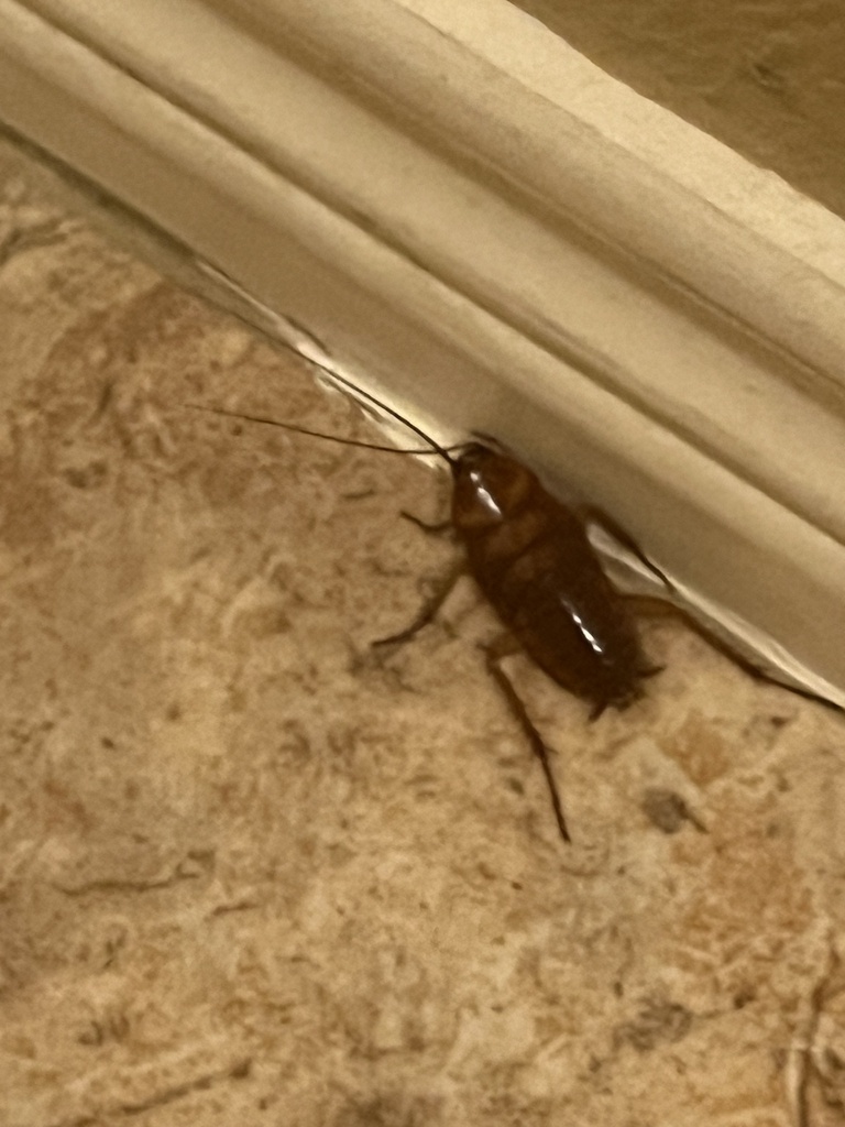 American Cockroach from Lazy Willow Ct, Corpus Christi, TX, US on ...