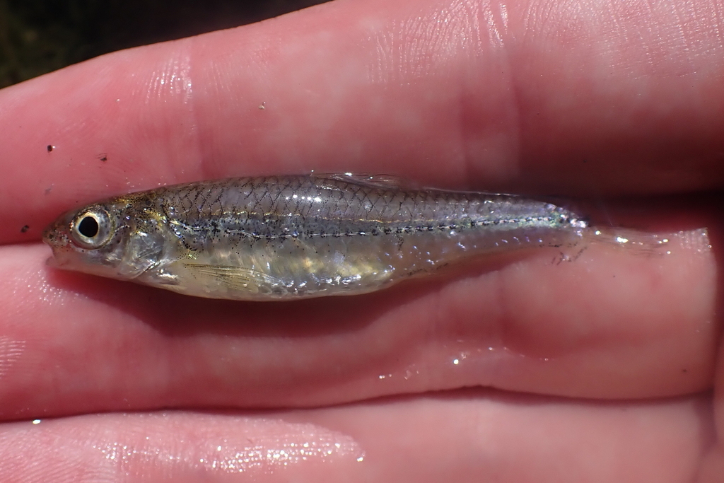Sand Shiner from Kerr County, TX, USA on July 29, 2021 at 09:42 AM by ...