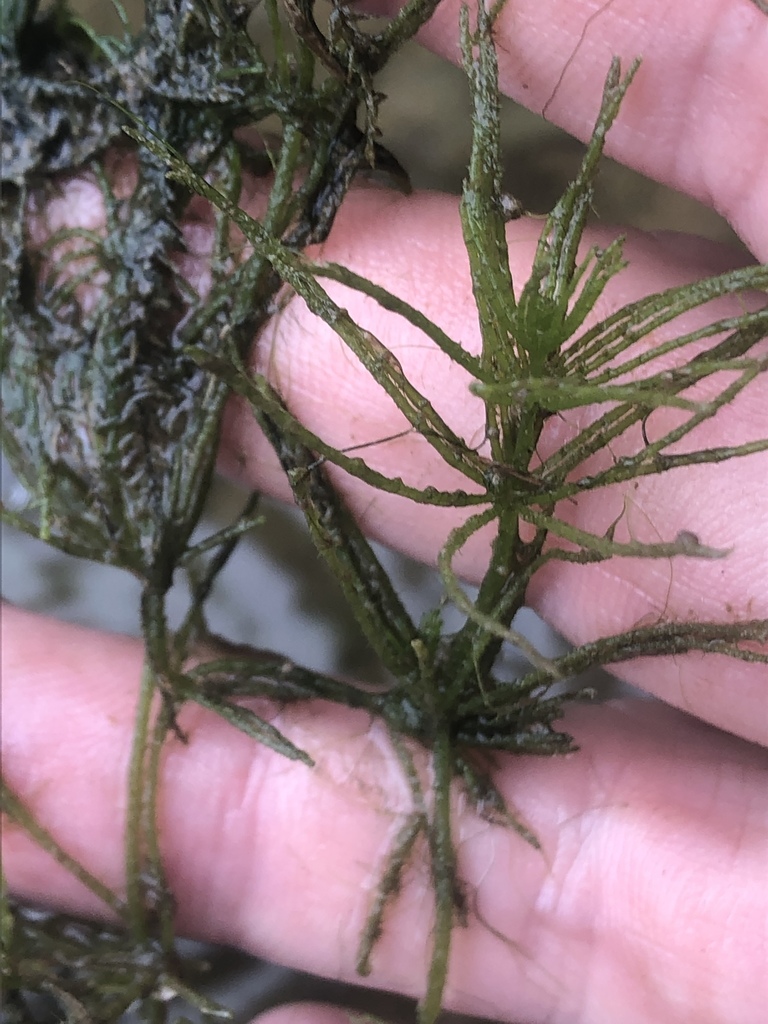 charophyte algae (Charophyta) - Botanical Realm