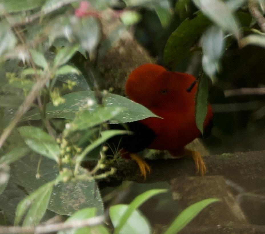 Andean Cock-of-the-rock in October 2024 by Darrell Parsons · iNaturalist