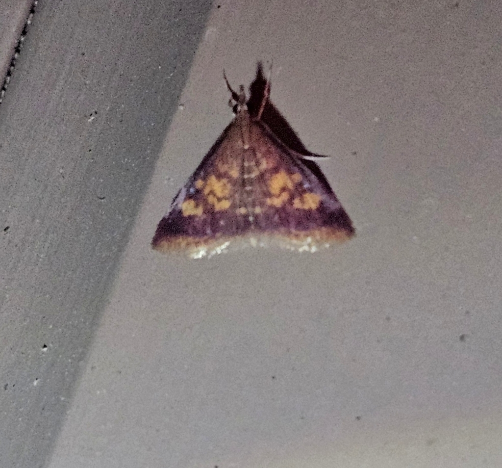 Mint-loving Pyrausta Moth from Tallassee, AL 36078, USA on November 14 ...