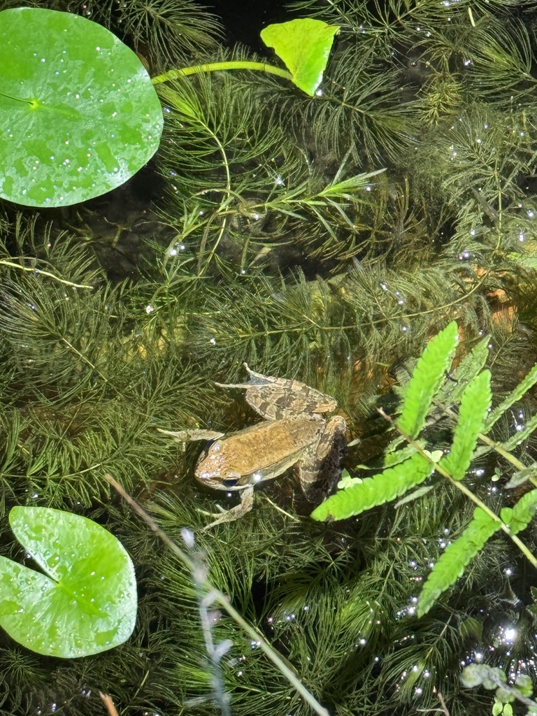 Olive Frog from 臺灣島, 集集鎮, 南投縣, TW on November 15, 2024 at 07:45 PM by ...