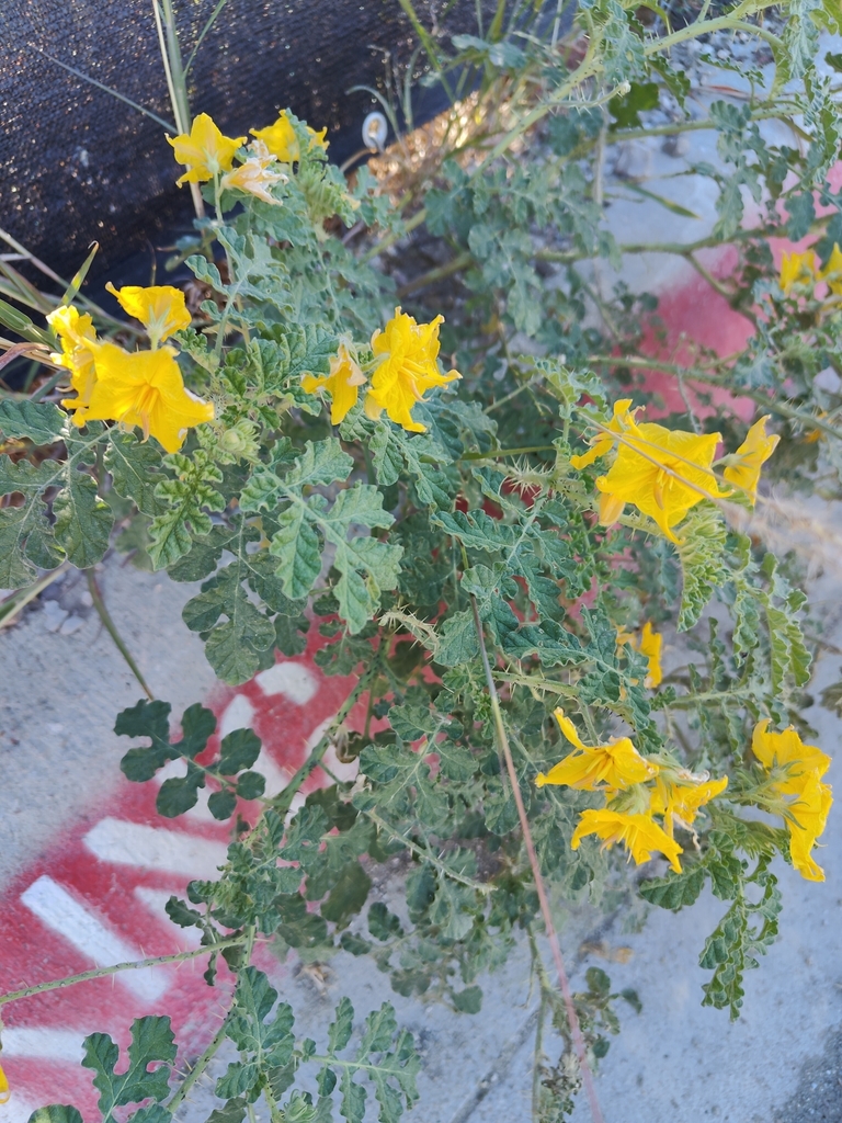 buffalo-bur from Dallas, TX 75252, USA on November 15, 2024 at 09:30 AM ...