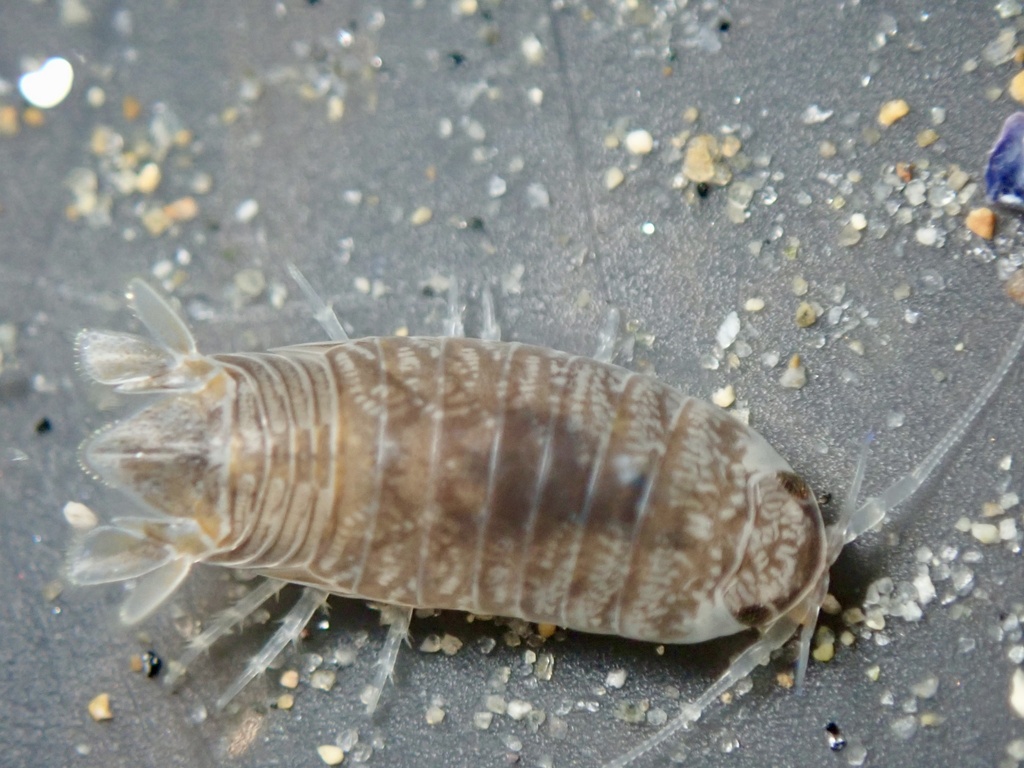 Harford's Isopod from Gulf of Santa Catalina, Newport Beach, CA, US on ...