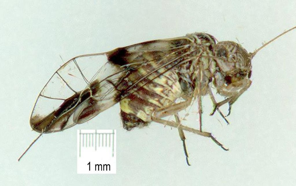 Psocomorpha from LOT 1 STOCK Rte Alleyway, Hervey Range QLD 4817 ...