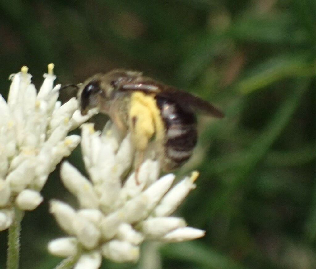Woolly Sweat Bee from Beek Beek Reserve on November 16, 2024 at 10:47 ...