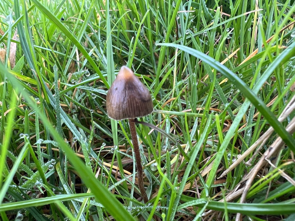 Liberty Cap in November 2024 by Linus Haasper. The last 2 are ...
