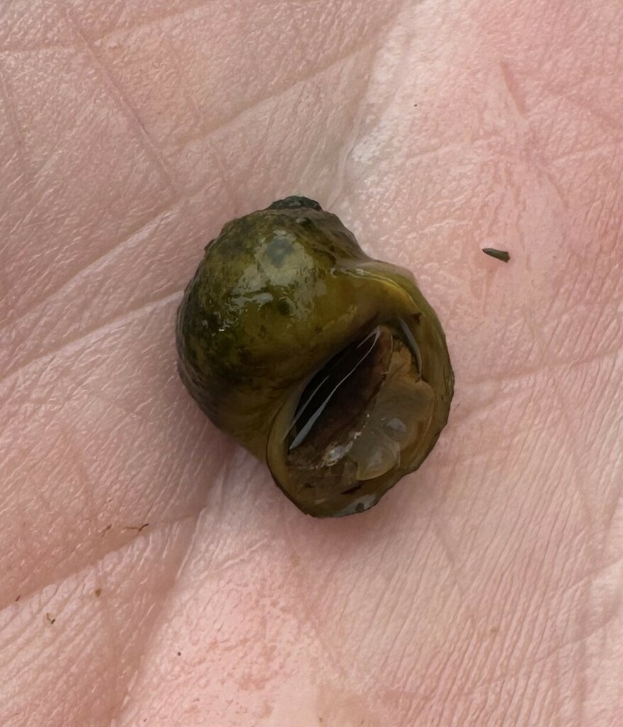 Round Rocksnail in November 2024 by Jeff Garner · iNaturalist