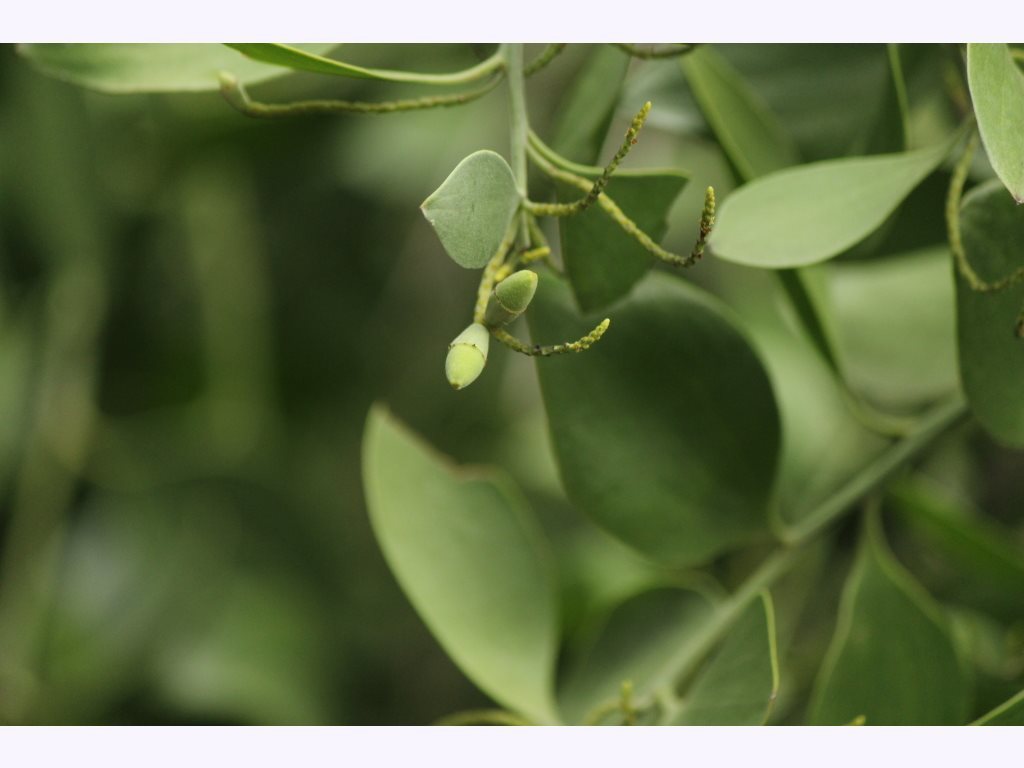 Broad Leaved Native Cherry from Cape Pallarenda Rd, Pallarenda QLD 4810 ...
