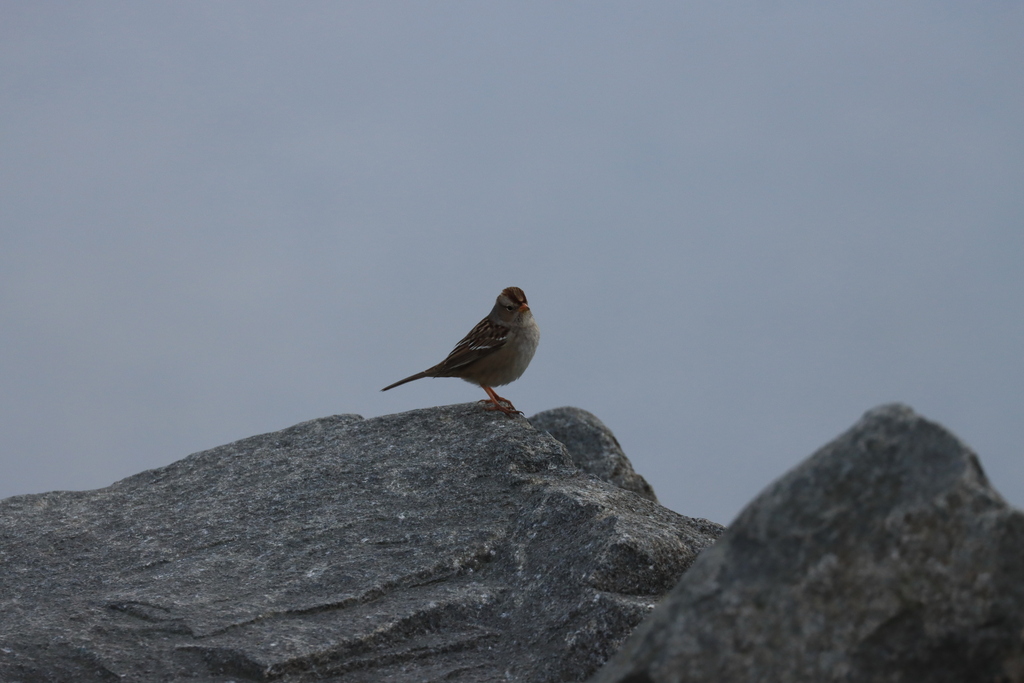 White-crowned Sparrow from West End, Tacoma, WA, USA on November 9 ...
