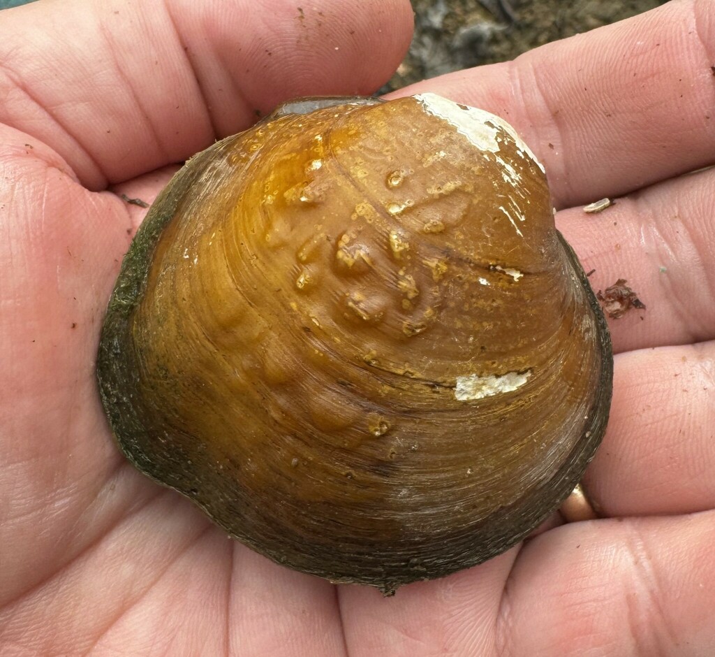 Alabama Orb from Cahaba River, 1 km downstream of Walnut St ...