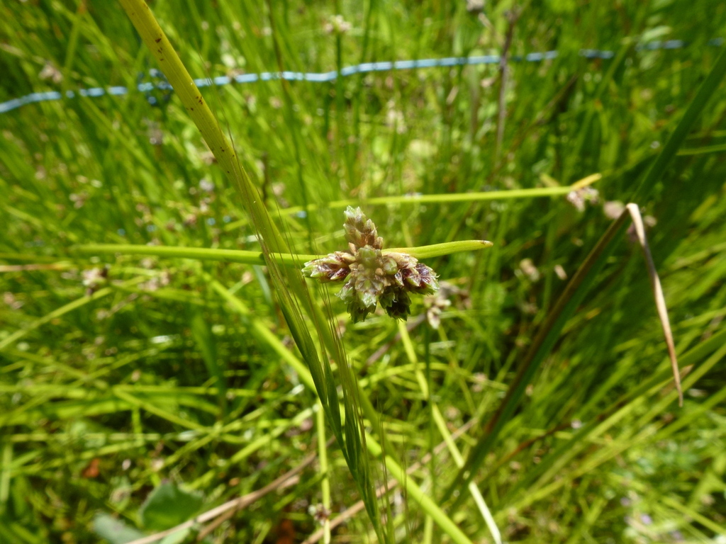 sedges from Boehm Spring, Flaxman Valley SA 5235, Australia on October ...