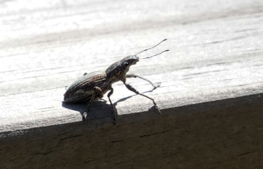 South American Fruit Tree Weevil from Reserva Ecologica Costanera Sur ...