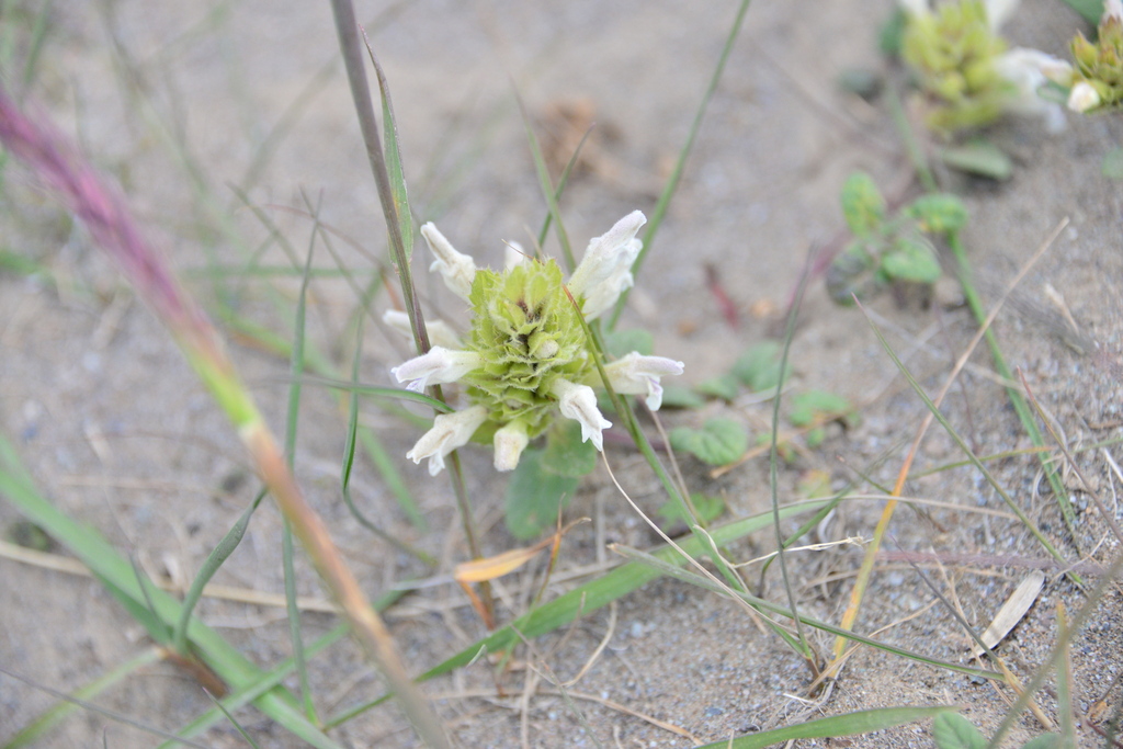 Mentheae from 中國青海格爾木西大灘 on July 18, 2015 at 01:41 PM by meiliang ...
