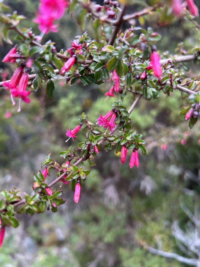 Small leaf fuchsia in November 2024 by Noah M. Morales · iNaturalist