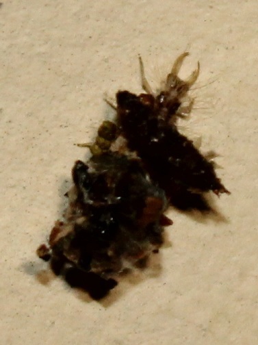 Mallada basalis from Smiths Lake NSW 2428, Australia on November 15 ...