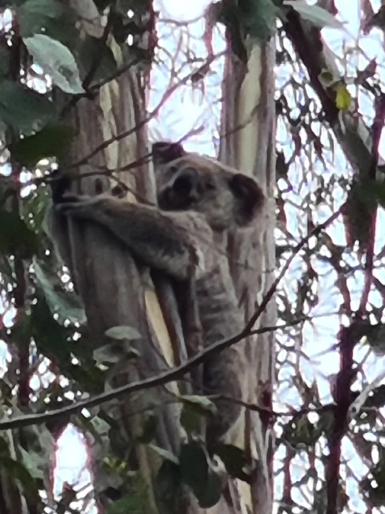 Koala from Cloyna QLD 4605, Australia on November 16, 2024 by Misty ...