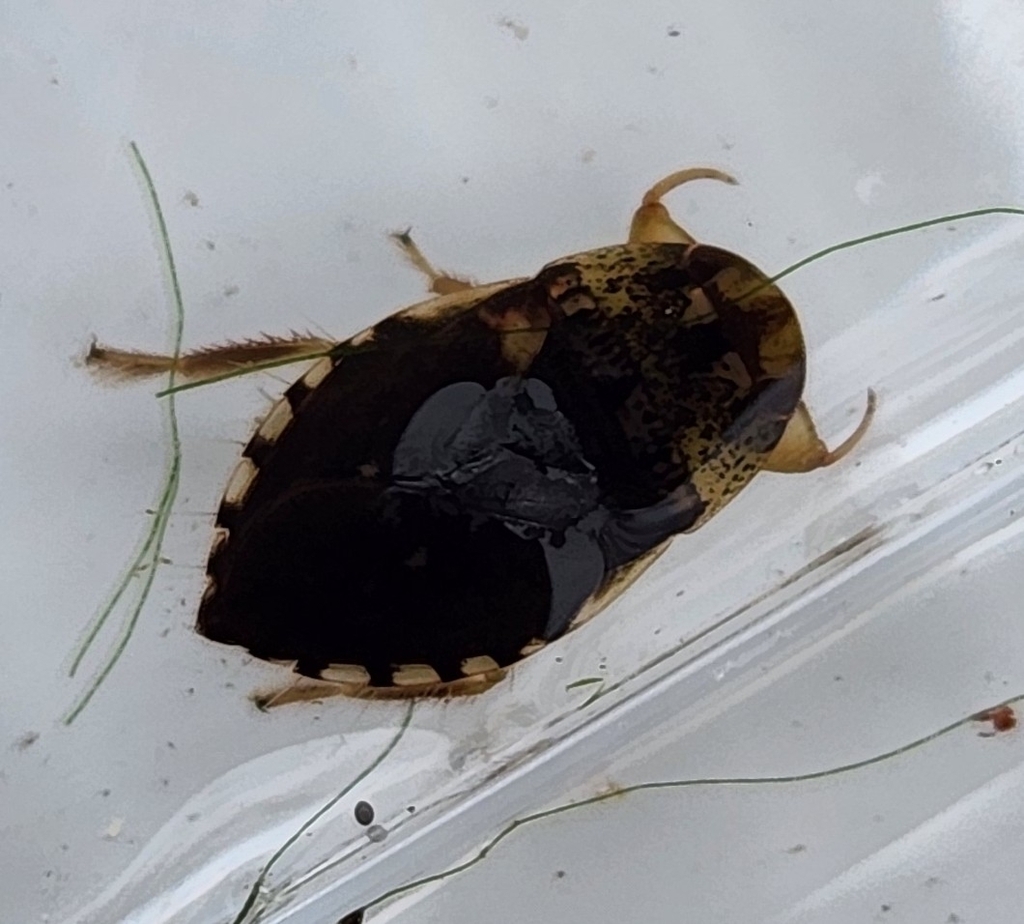 Alligator Fleas from Midway, AL 36053, USA on November 13, 2024 at 10: ...