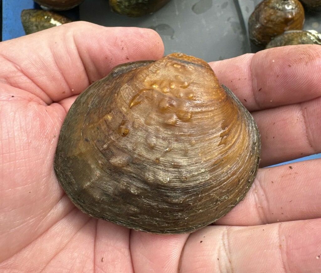 Alabama Orb from Cahaba River, 1 km downstream of Walnut St ...
