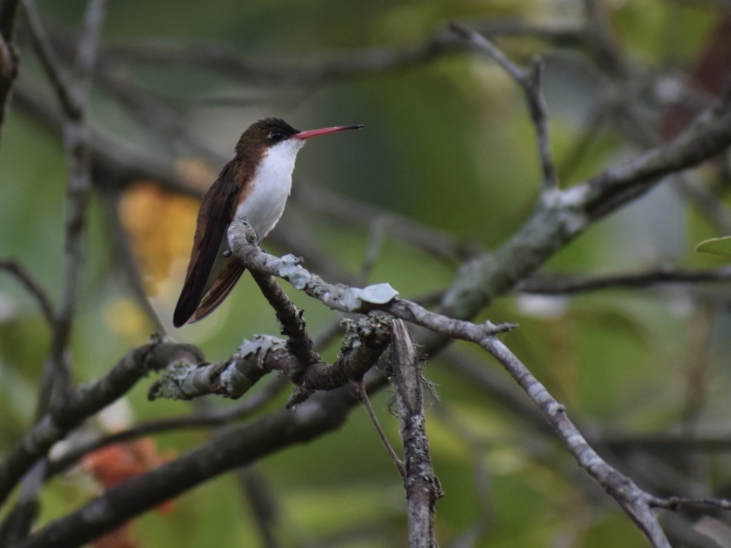 Colibrí frente verde (GUÍA DE AVES DE TLAPA DE COMONFORT, GUERRERO ...