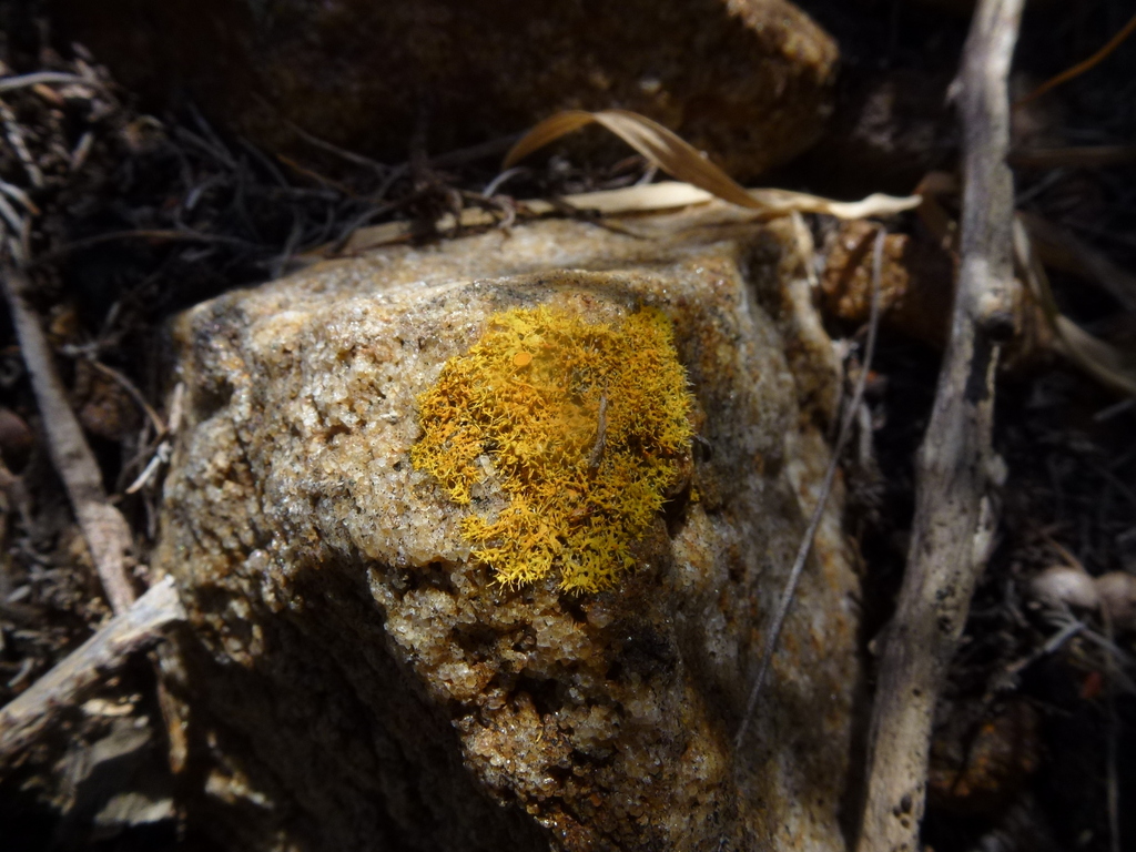 Golden-eye Lichen from Clarendon SA 5157, Australia on November 1, 2024 ...
