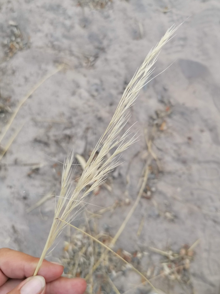 grasses from Otjozondjupa Region, Namibia on September 22, 2024 at 06: ...