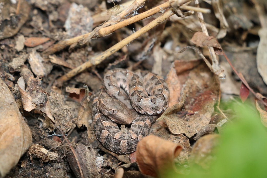 Western Hognose Viper (Porthidium hespere) - Snakes and Lizards