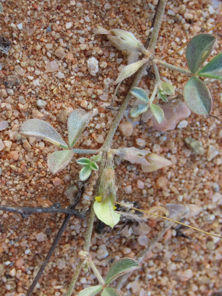 Lotononis strigillosa from Karas Region, Namibia on September 18, 2024 ...