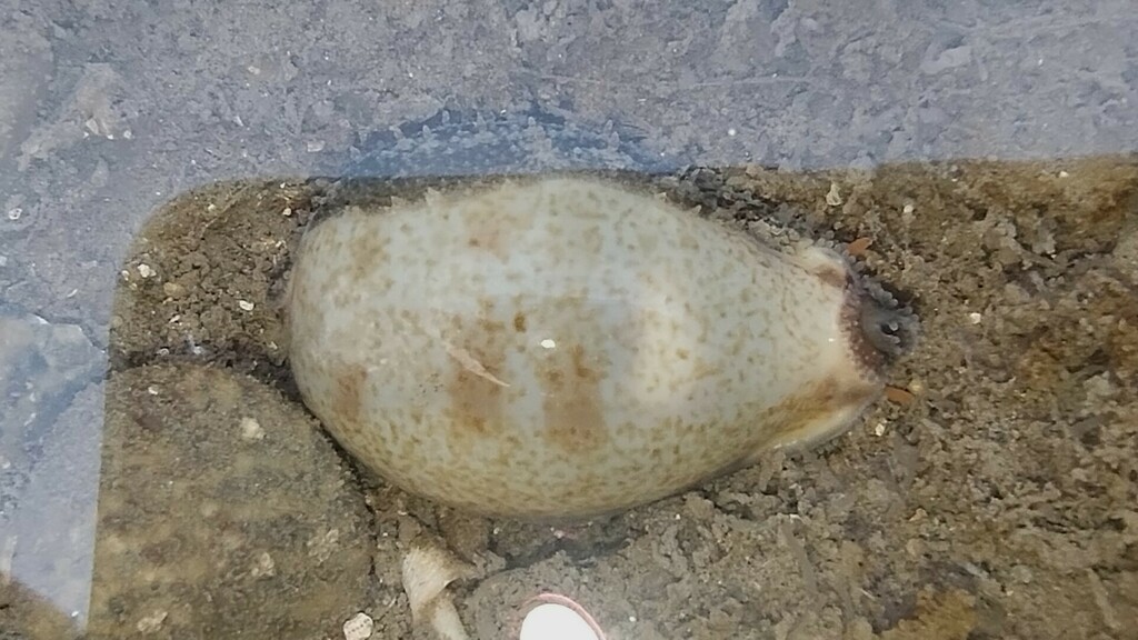 Erronea pallida from Carter Road Mangroves, Pali Hill, Mumbai, Maharashtra 400050, India on ...