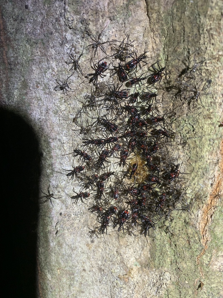 Japanese Assassin Bug from 万田、平塚市、神奈川県、JP on September 10, 2023 at 08: ...