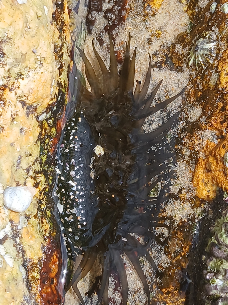 Green snakelock anemone from Strathcedar NSW 2429, Australia on ...
