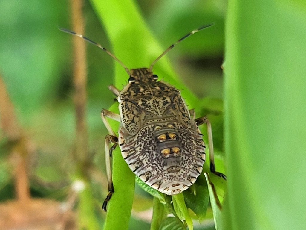 Halyomorpha in November 2024 by Luke Smith · iNaturalist