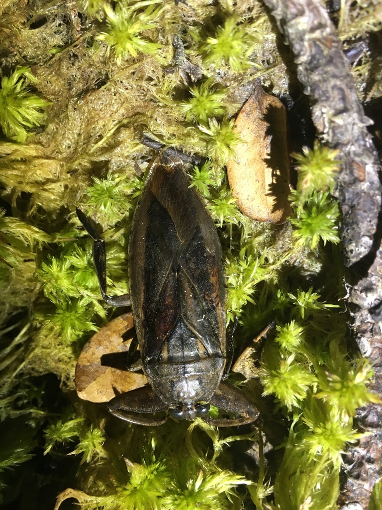 Lethocerus from Irwin County, GA, USA on June 06, 2019 at 10:27 PM by ...