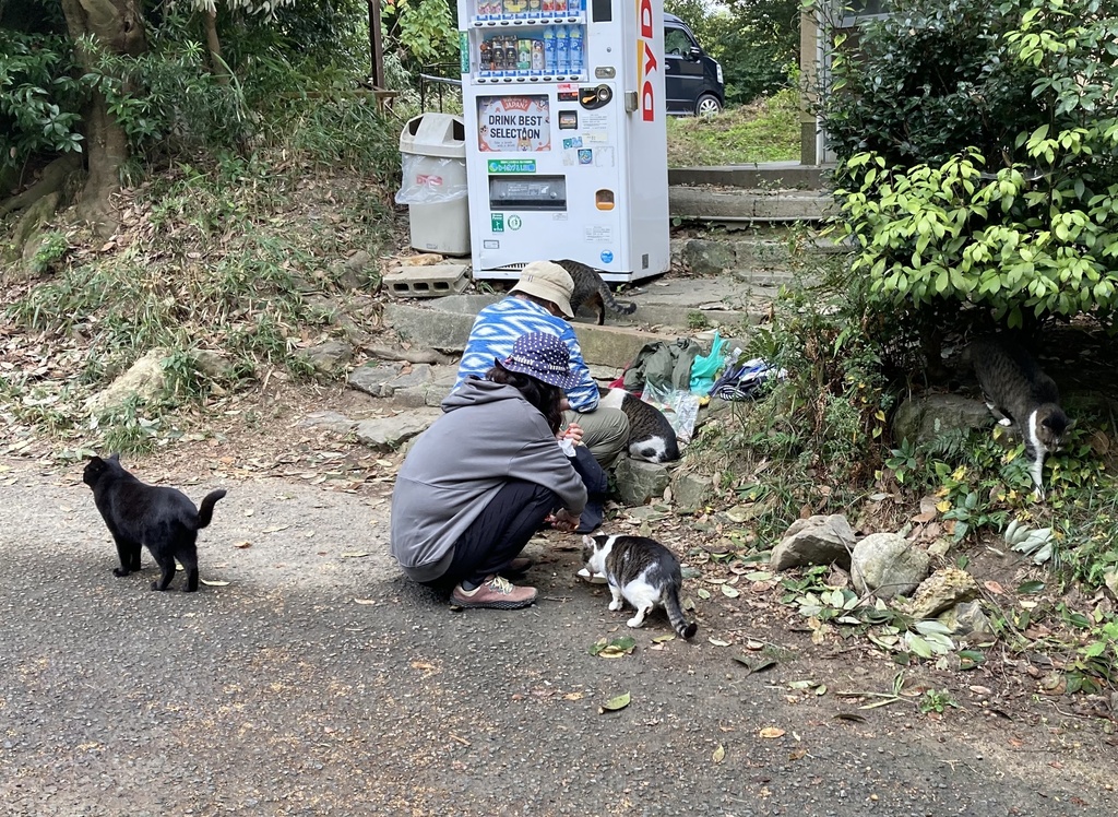 Domestic Cat from Fushimi Inari Taisha Shrine, Kyoto, Kyoto, JP on ...