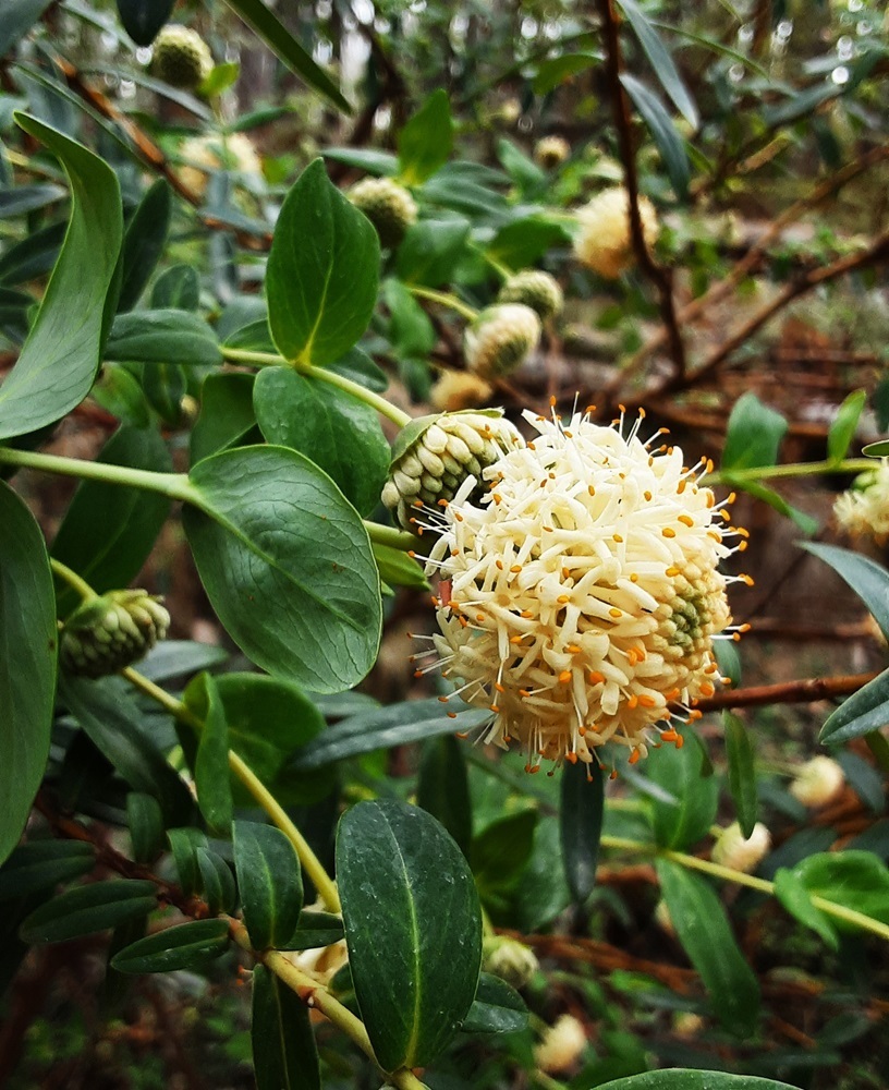 tall rice-flower from Kanangra-Boyd National Park, Gingkin NSW 2787 ...